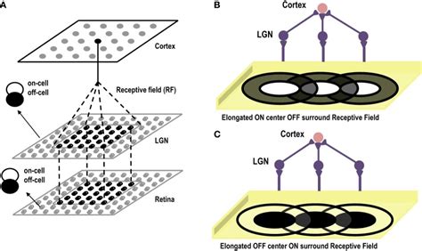 A Shows The Three Layer Abstract Feed Forward Model Of Orientation