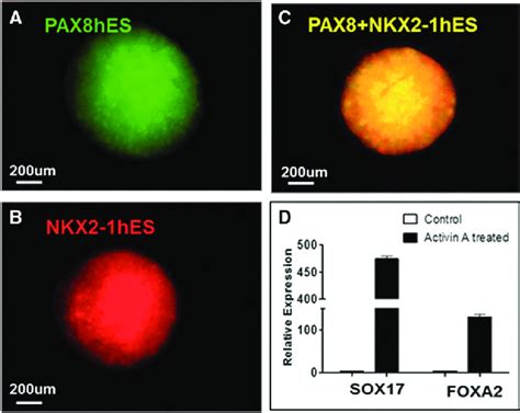 Induction Of Endoderm From Hes Cell Embryoid Bodies A C Download Scientific Diagram