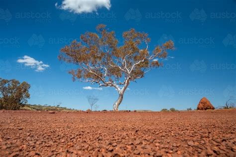 Image Of Low Angle Shot Of Eucalyptus Tree In The Desert Austockphoto
