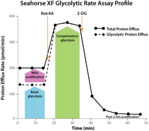 Evaluation Of Glycolysis And Mitochondrial Function In Endothelial