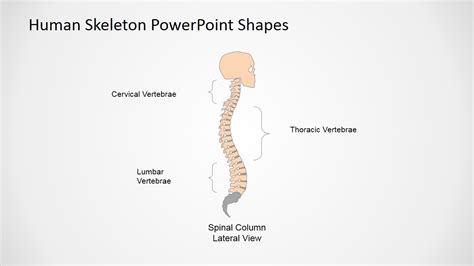 human skeleton powerpoint shapes slidemodel
