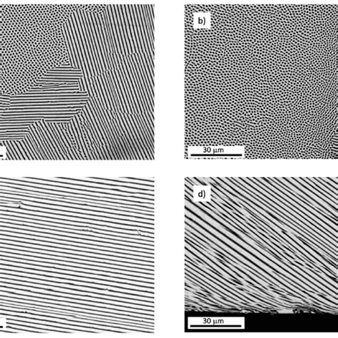 Fesem Micrographs Of The Transverse And Longitudinal Cross Sections Of Download Scientific