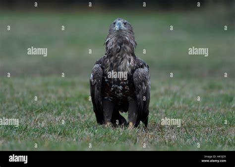 Sea Eagle Aka White Tailed Eagle On A Grassy Field Looking Around For