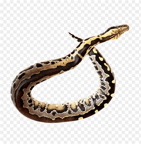 Python Free Desktop TOPpng