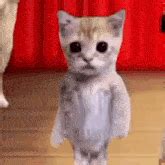 Chinese Cat S Tenor