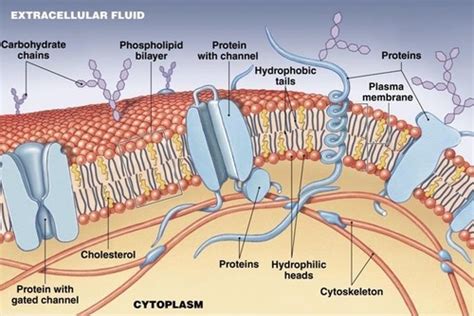 Plasma Membrane Flashcards Quizlet