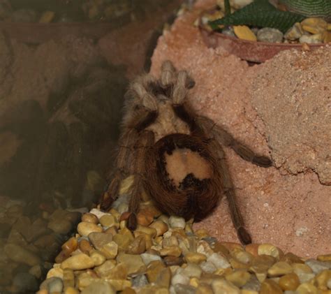 Adw Aphonopelma Chalcodes Information