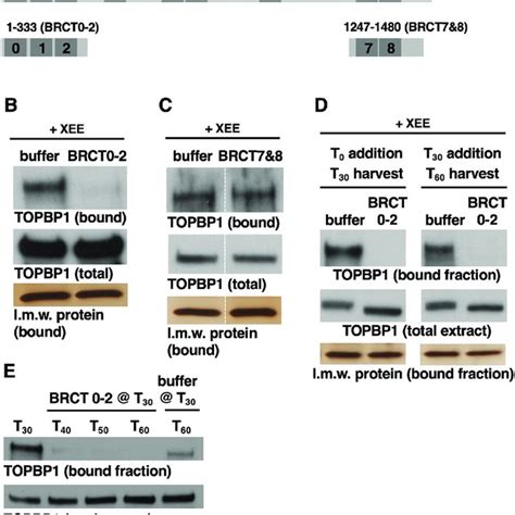 Functional Domains And Binding Partners Of Topbp1 Please See Text For