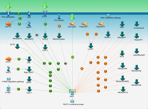 G Protein Signaling Regulation Of Rac1 Activity Pathway Map Primepcr Life Science Bio Rad