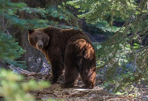 The California Black Bear A Closer Look I Dont Know All The Answers