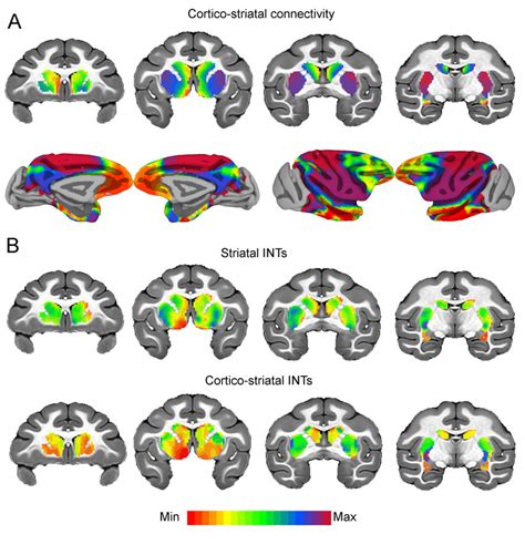 Cortico Striatal Functional Connectivity Fc Is Related To Intrinsic
