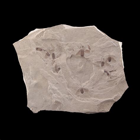 Flying Insect Fossils In Mudstone Florissant Formation Teller County