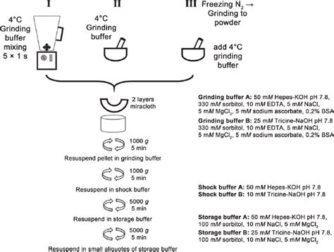 Schematic Representation Outlining The Three Extraction Methods I Ii