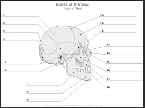 Facial Bones Diagram Quizlet
