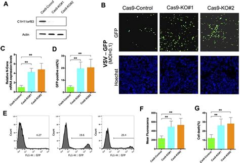 C11orf83 Plays An Important Role In Inhibiting Vsv Replication In The