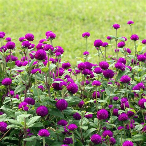 2000 Purple Globe Amaranth Seeds Gomphrena Hoa Cúc