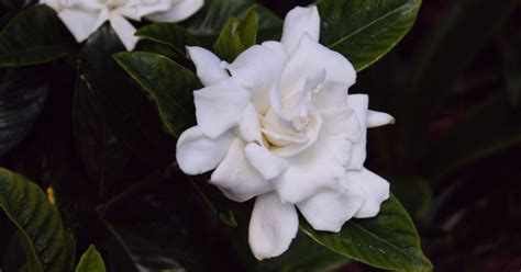 Grow These 15 Flowers That Symbolize Romance For A Beautiful Love