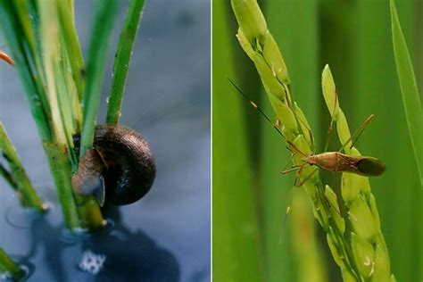 Kuhol A Farmers Friend Da Philrice Da Philrice