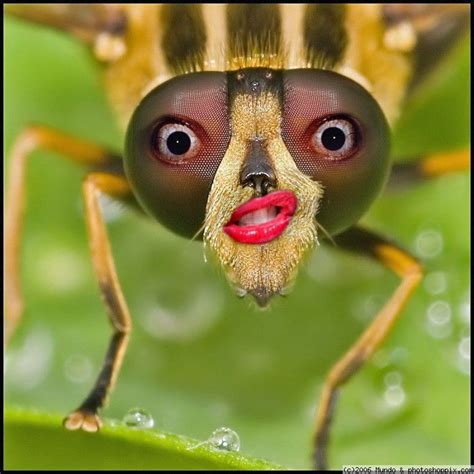 Creepiest Bugs At Veronica Hiatt Blog