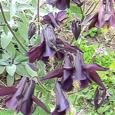 Black And Red Hosta Plants Etsy