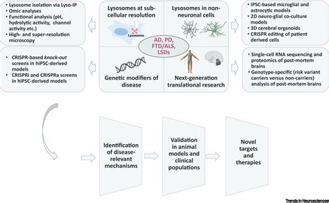 Lysosomal Dysfunction In Neurodegeneration Emerging Concepts And