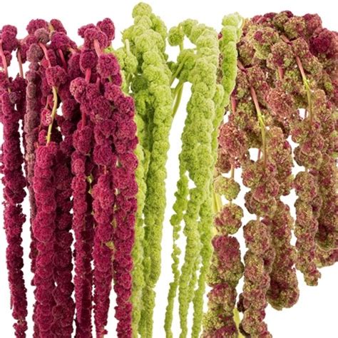 Amaranthus Hanging Mix 75cm Wholesale Dutch Flowers And Florist Supplies Uk