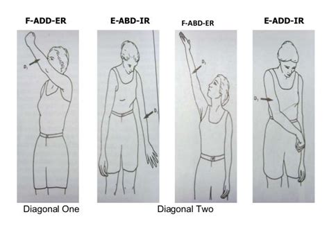 Proprioceptive Neuromuscular Facilitation Facilitation Muscle