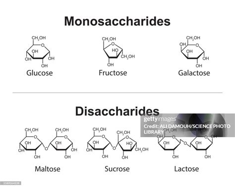 Monosaccharides And Disaccharides Illustration High Res Vector Graphic