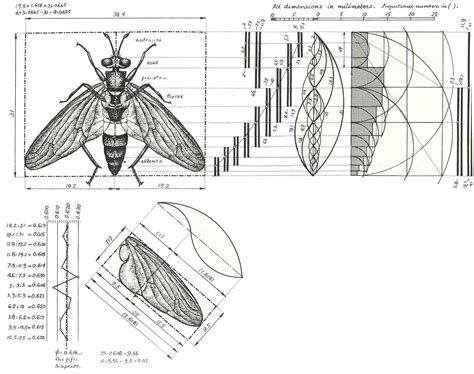 Insect On Sacred Geometry Diagram