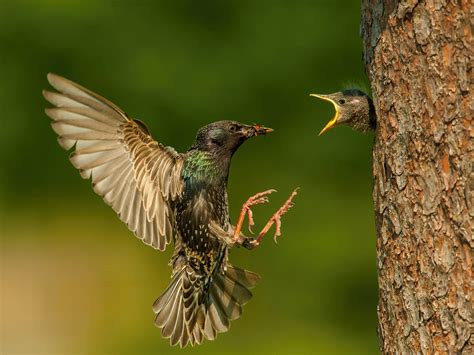 Juvenile Starling