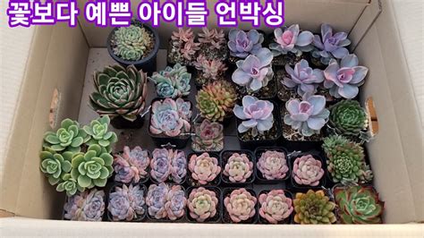 스피드다육에서 온 꽃보다 예쁜 아이들 언박싱💕 다육아트에 도전~ 같은아이들 품어왔어요💕 스피드다육 010 5248 5955