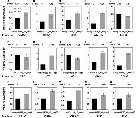 expression patterns of 15 selected unigenes between glehnia littoralis