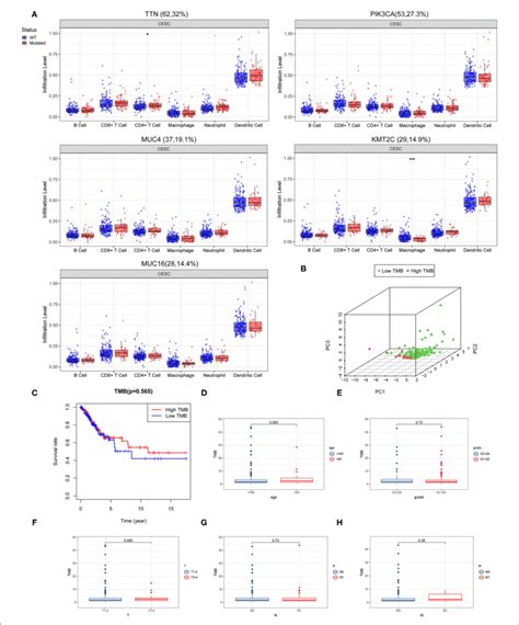 Correlation Of Tumor Mutation Burden Tmb With Survival Outcomes And