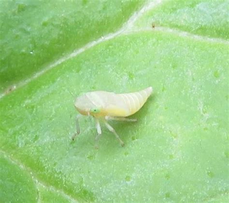 Bog Leafhopper Bugguidenet