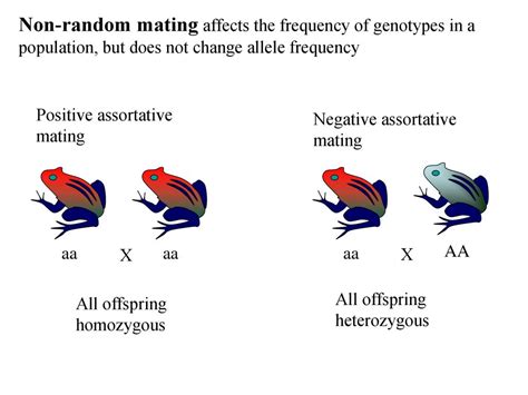 iii a closer look at natural selection ppt download