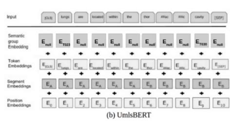 논문리뷰 Nlp Umlsbert Clinical Domain Knowledge Augmentation Of