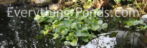 Hydrophytes Everything