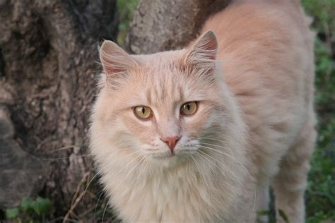 Names For Cream Colored Cats