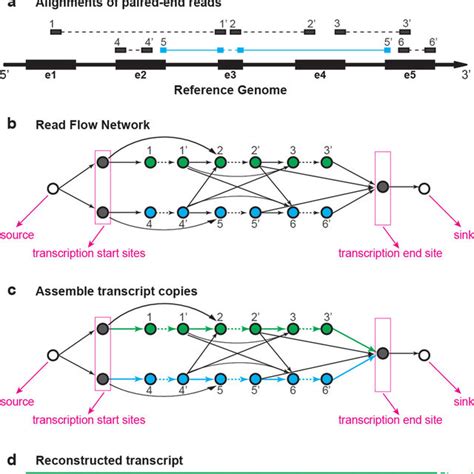 Alignments Of The Sequenced Paired End Rna Seq Reads On The Reference