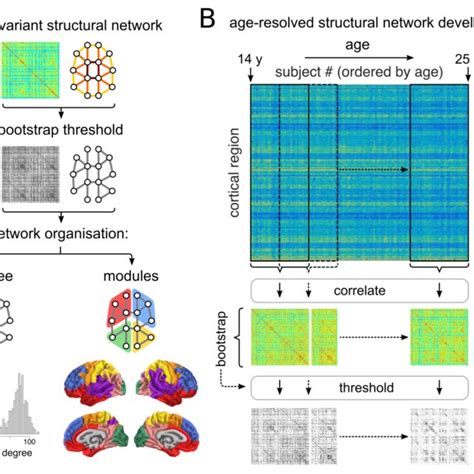 Construction Of Age Invariant And Age Resolved Structural Correlation Download Scientific