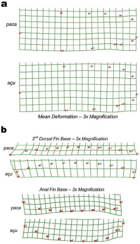 Thin Plate Spline Deformation Grids Depicting A Overall Body Shape
