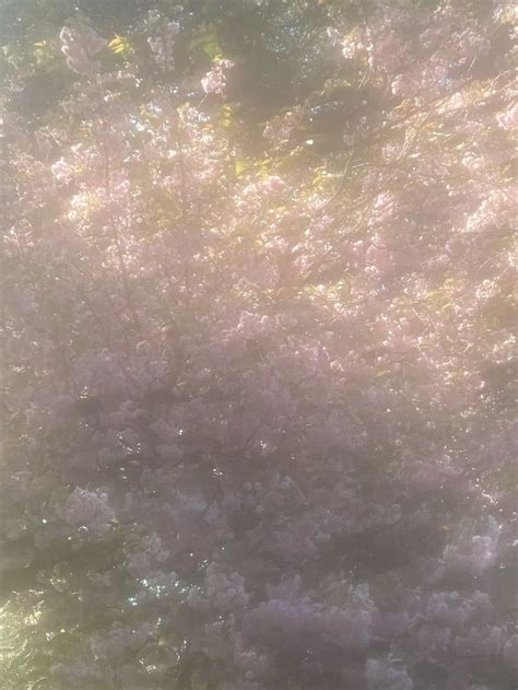 Flowers Aesthetic Cutecore Pink In 2024 Light Pink Flowers Pretty Pink Princess Soft