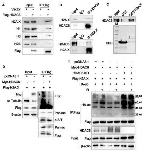 Hdac6 Interacts With H2a H2ax In Response To Dsbs Inhibiting H2a