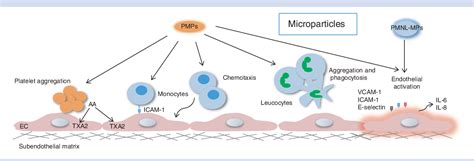 Role Of Microparticles In Sepsis Semantic Scholar