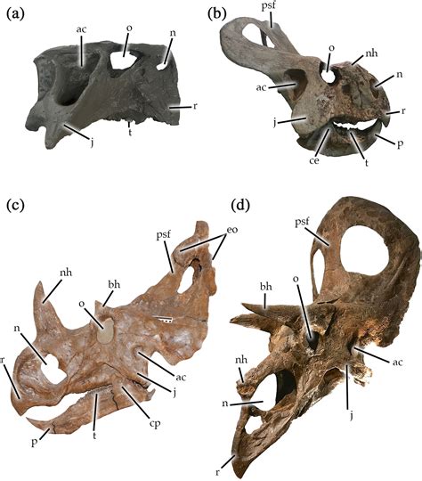 Arrhinoceratops Dinosaur King Ds