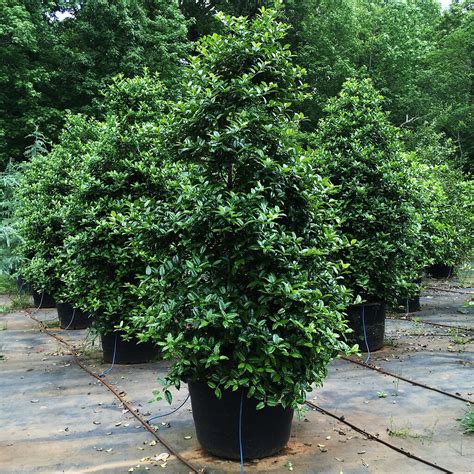 Mary Nell Holly Bush For Sale The Tree Center