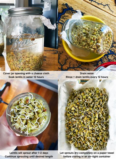 How To Sprout Lentils In A Jar Daughter Of Seitan