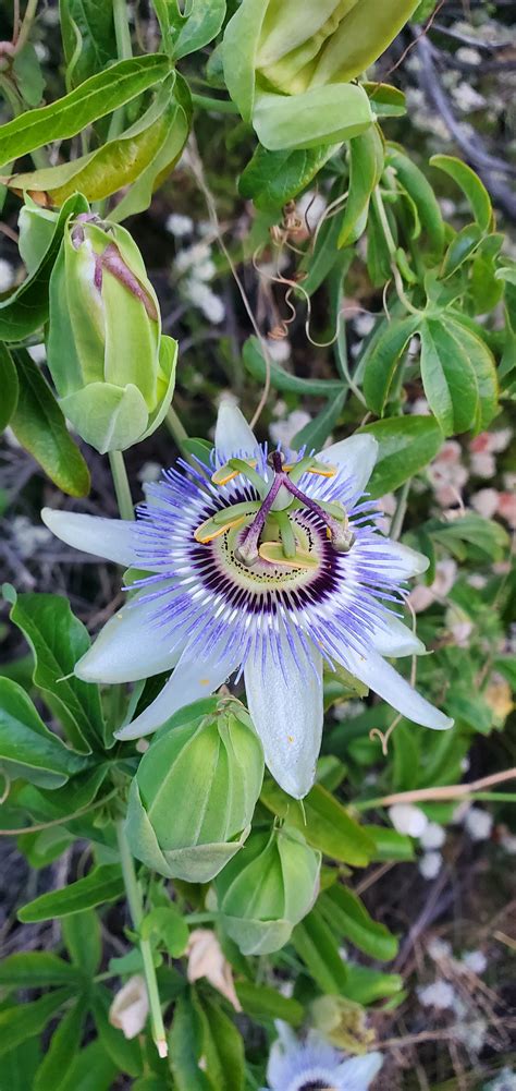Blue Crown Passionfruit Passiflora Caerulea Passifloraceae