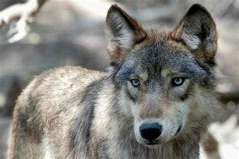 US House Passes Bill To Remove Gray Wolves From Endangered Species List WPR