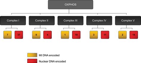 Mitochondrial Oxphos Subunit Composition Schematic Representation Of Download Scientific